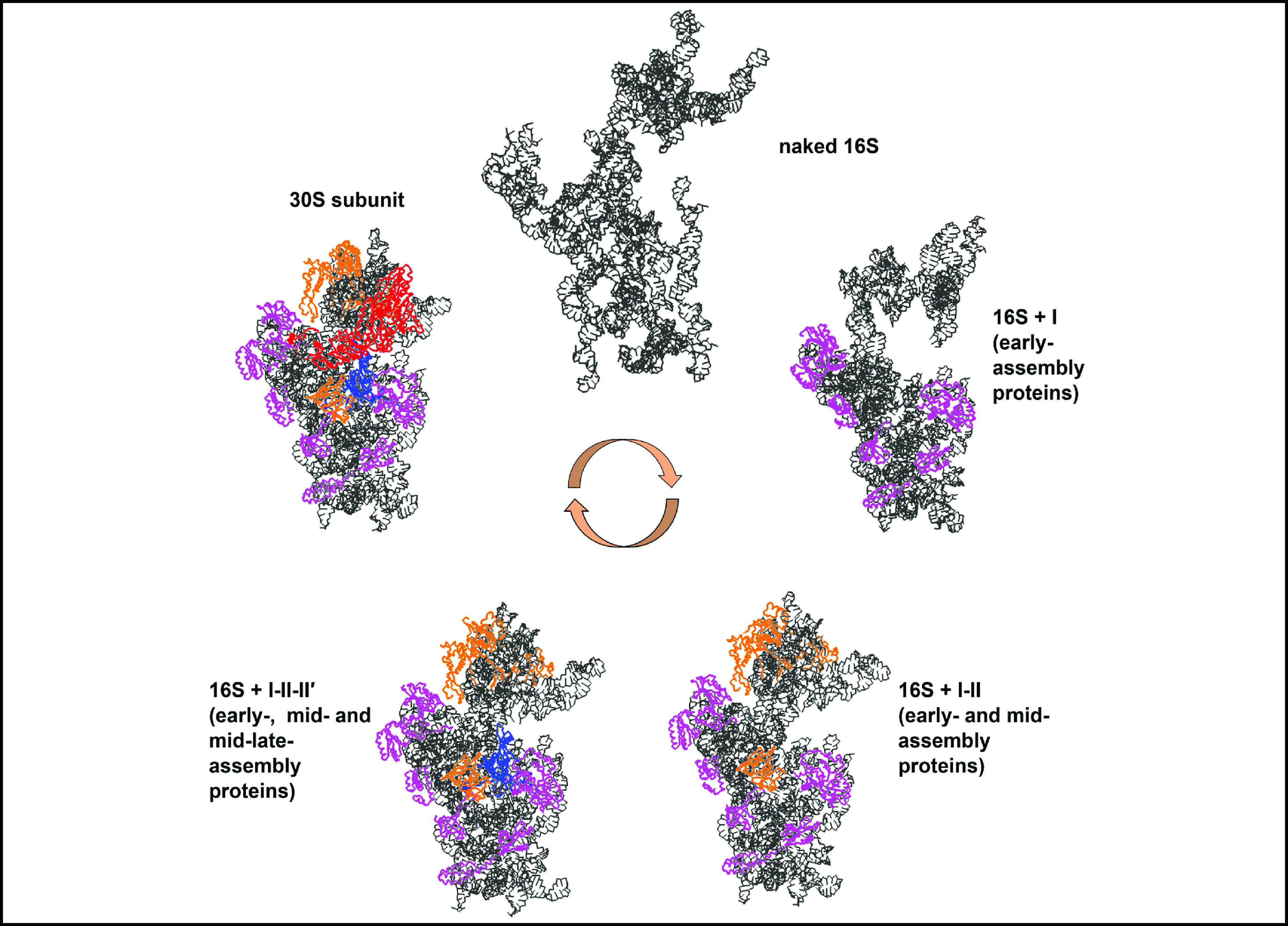 Dynamics in the assembly of the 30S ribosomal subunit investigated by ...